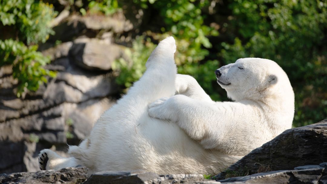 Eisbärangriff in Berliner Zoo: Echt, aber schon von 2009 – CORRECTIV ...
